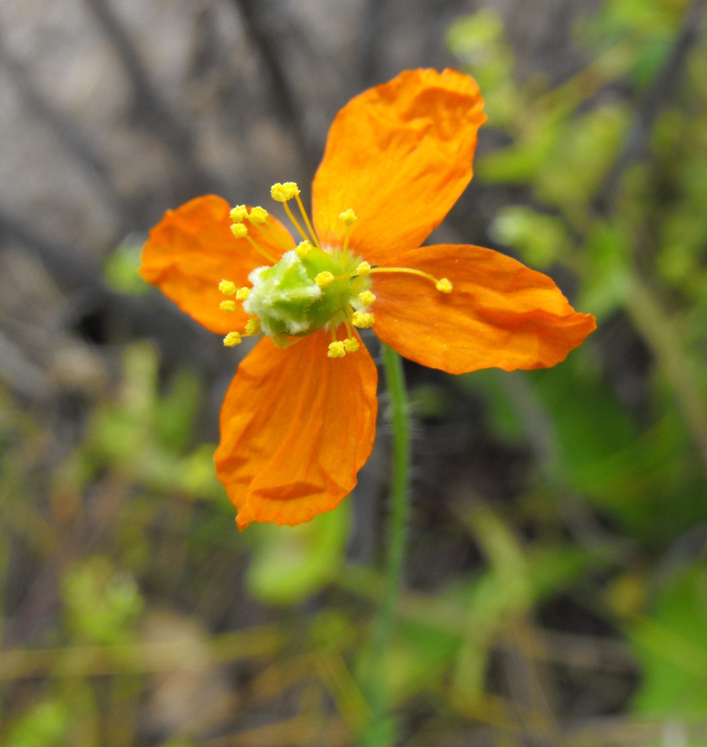 California Fire Followers: The Rare Wildflowers That Only Bloom After ...
