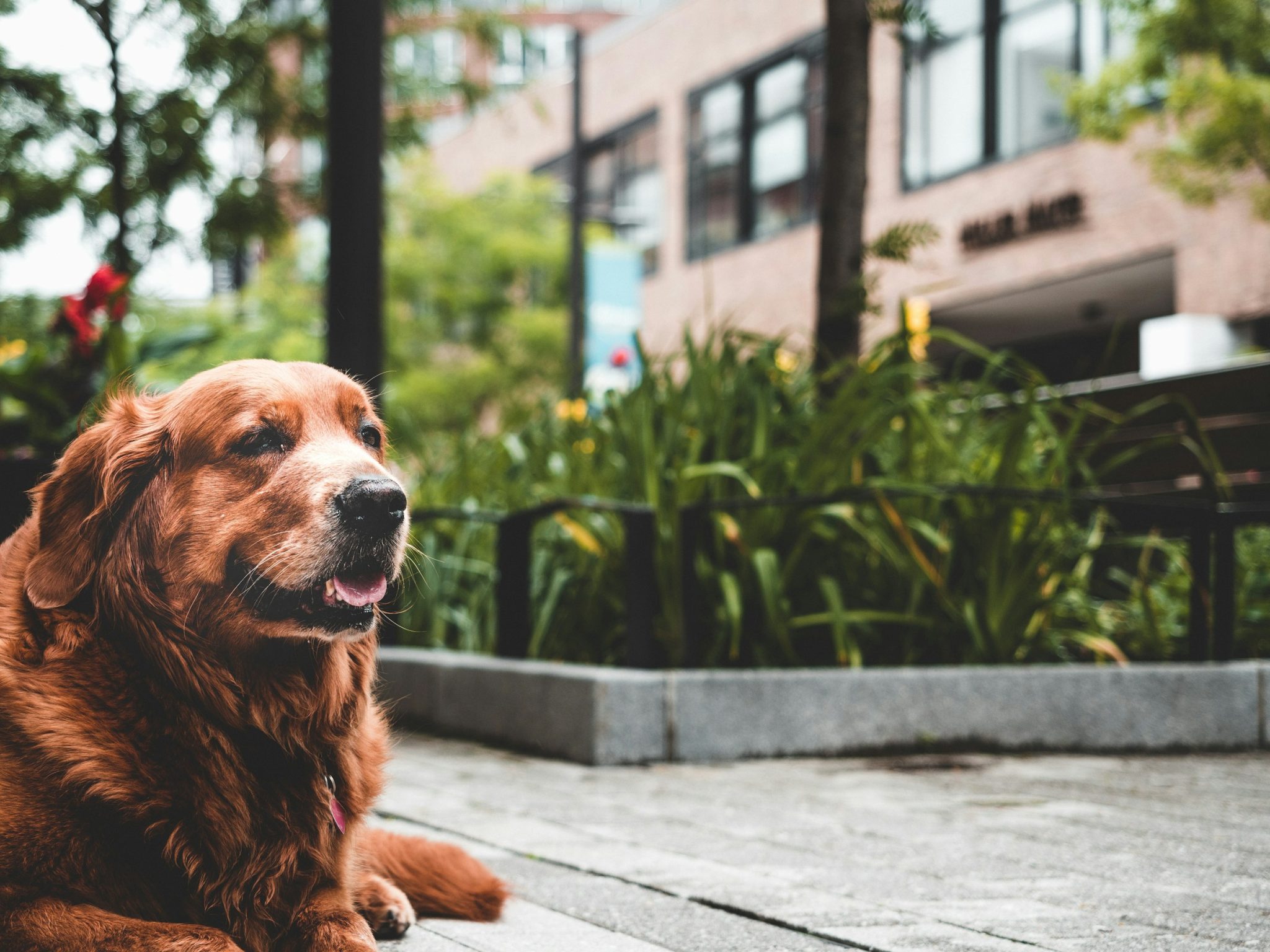 What Types Of Pet Cremation Urns Are Available In 2026? – MK Library